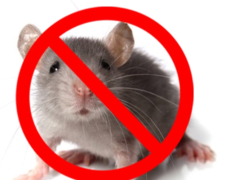 Mice Removal Services in Connecticut - Green Pest Management