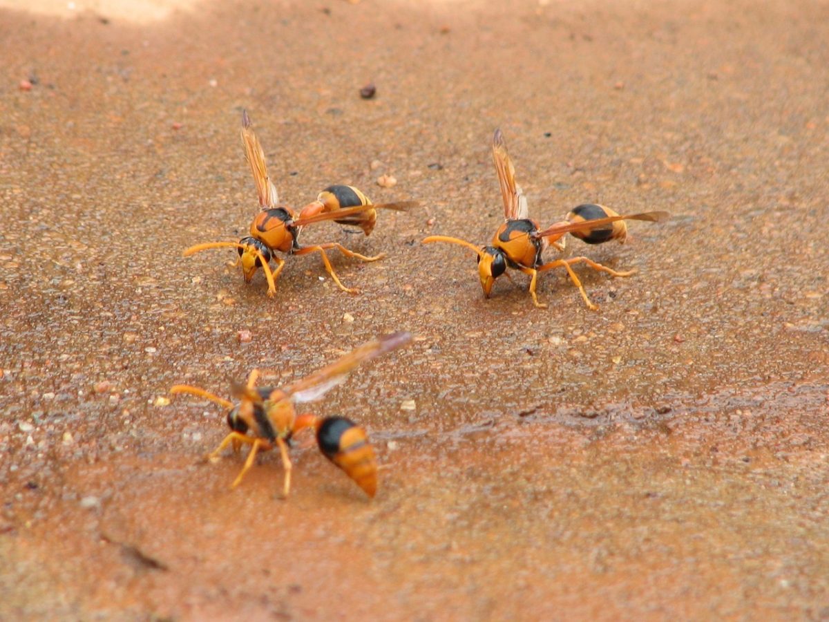The Ultimate Guide to Hornet Extermination: Techniques and Safety Tips ...