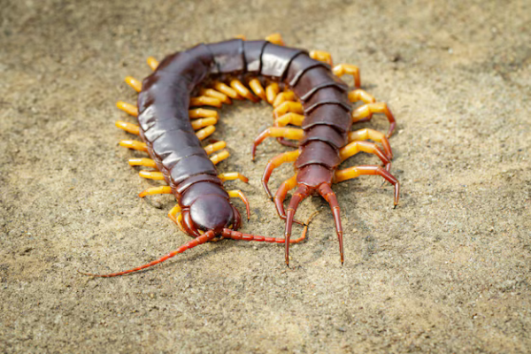 Are Centipedes Poisonous? Exploring The Myths, Facts, and Practical ...