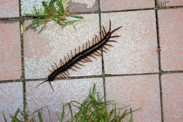 The Hidden Impact of Centipedes: Essential Roles in Ecosystems - Green ...