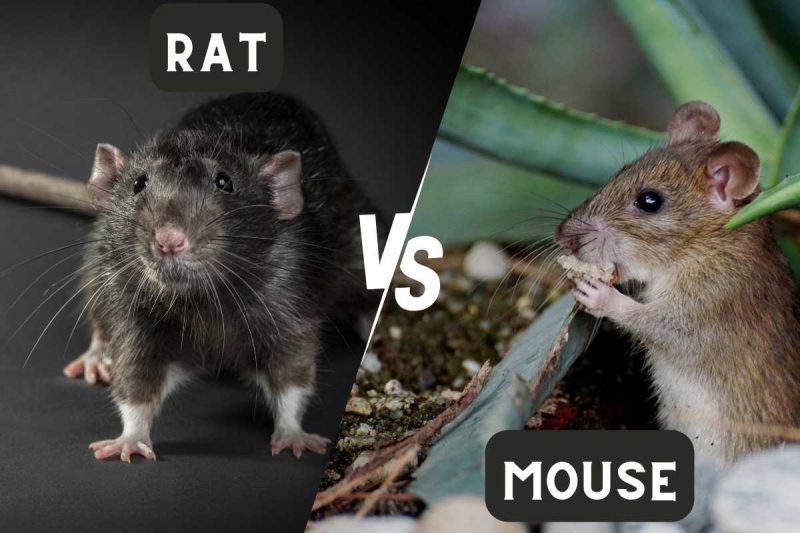 Mice vs Rats: The Biggest Controversy of 2025 – Why It Matters In ...