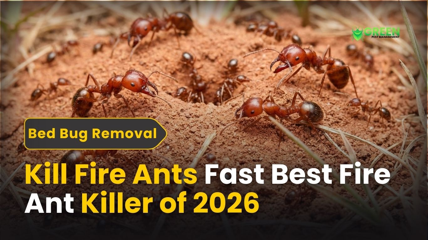 Kill Fire Ants Fast – Best Fire Ant Killer of 2026 (CT Guide)